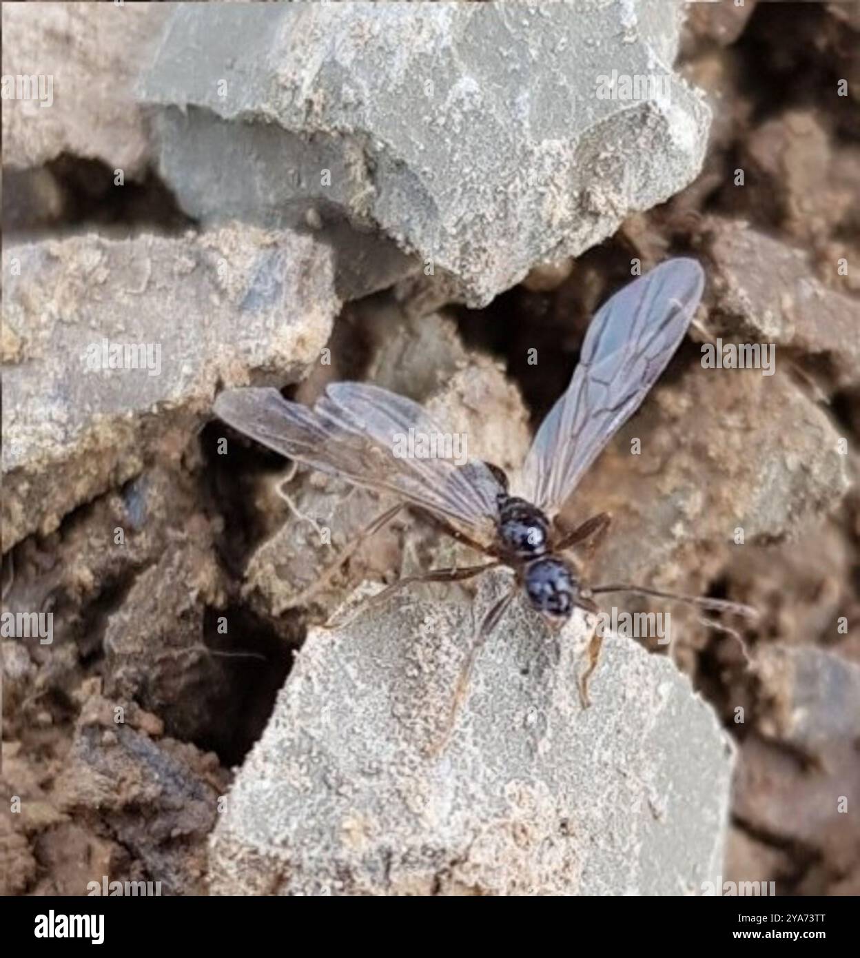 European fire ant (Myrmica rubra) Insecta Stock Photo - Alamy