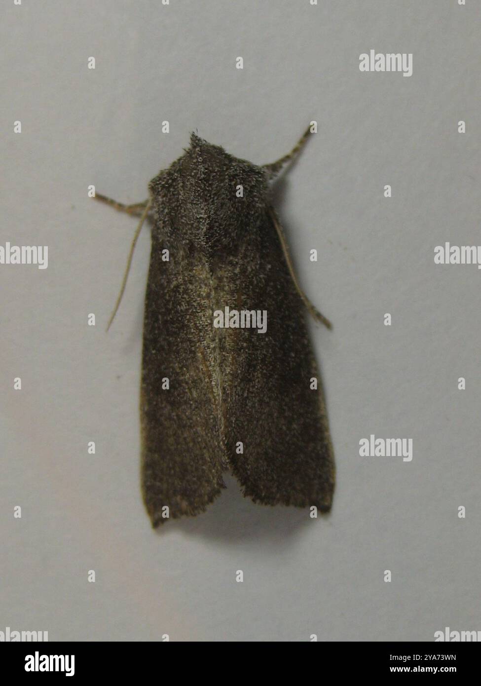 Maritime Sunflower Borer (Papaipema maritima) Insecta Stock Photo - Alamy