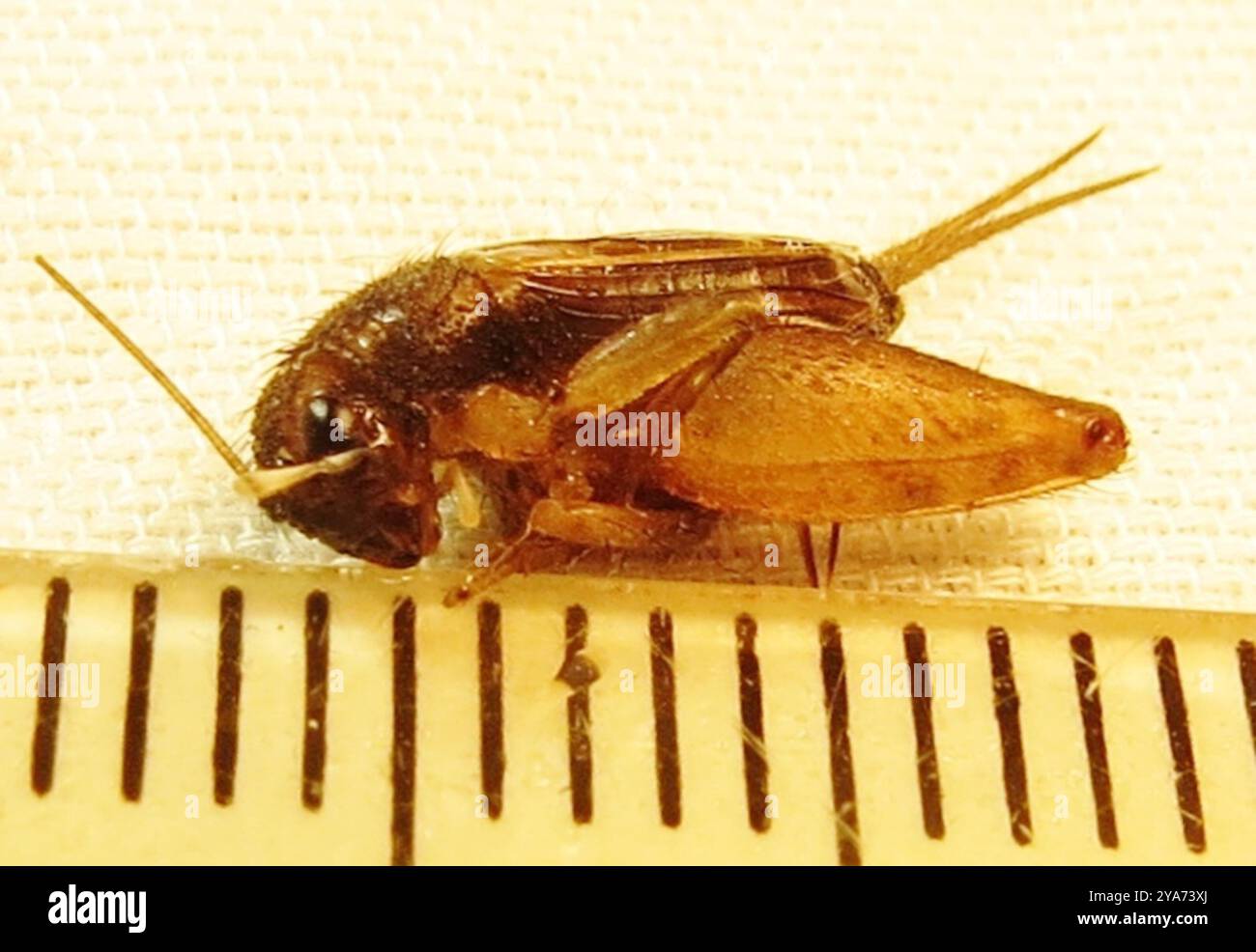 Carolina Ground Cricket (Eunemobius carolinus) Insecta Stock Photo - Alamy