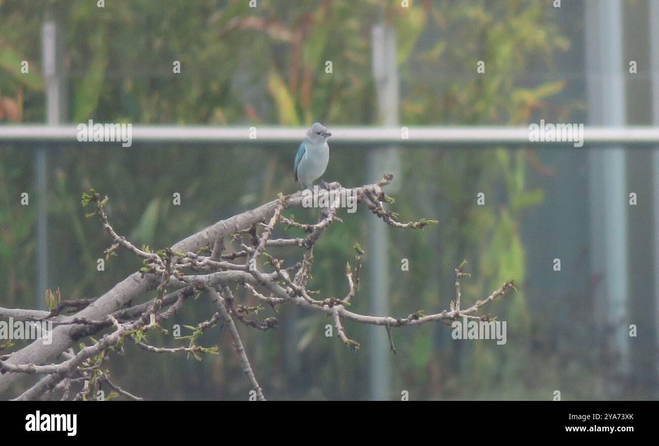 Sayaca Tanager (Thraupis sayaca) Aves Stock Photo - Alamy