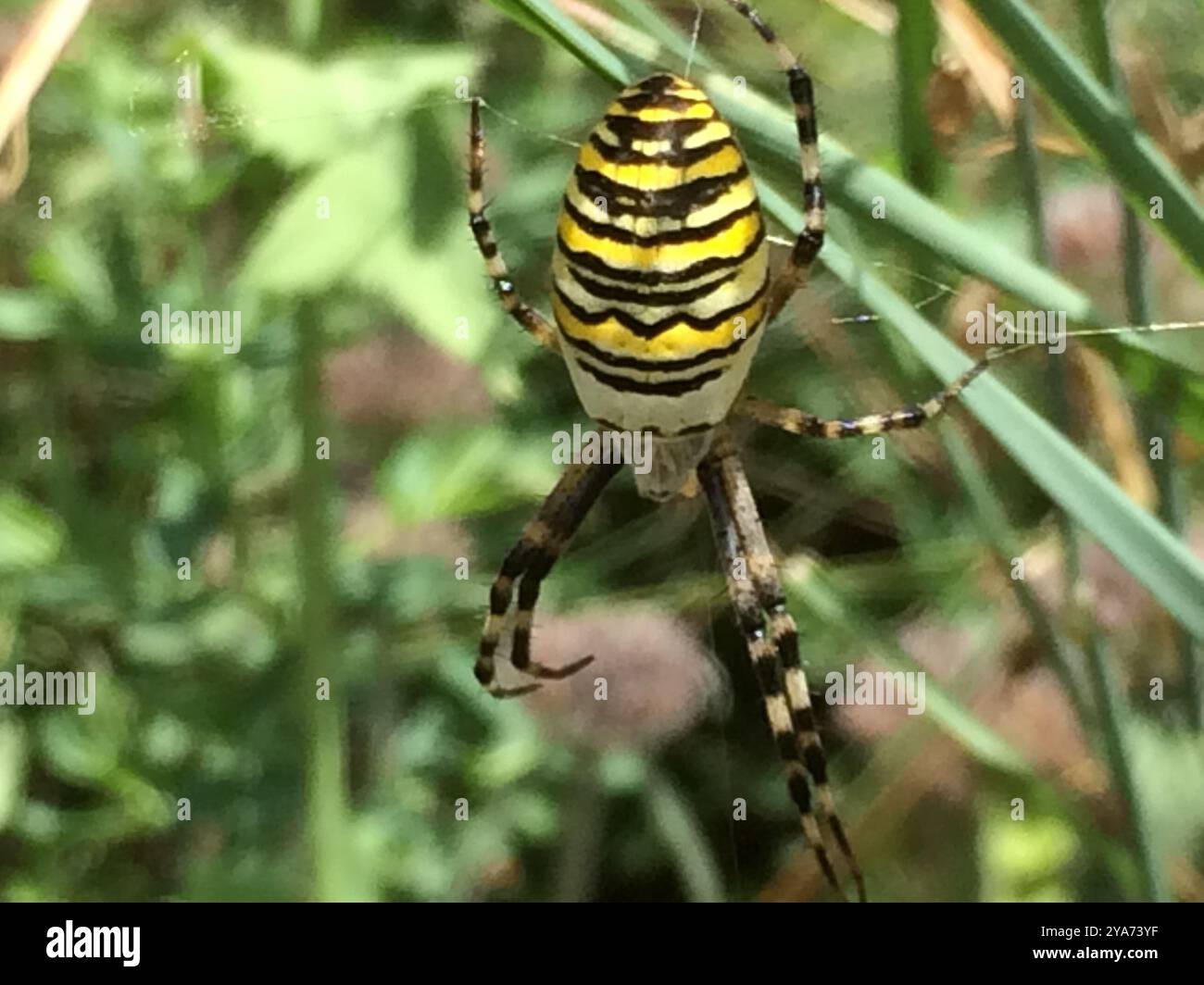 Wasp Spider (Argiope bruennichi) Arachnida Stock Photo - Alamy