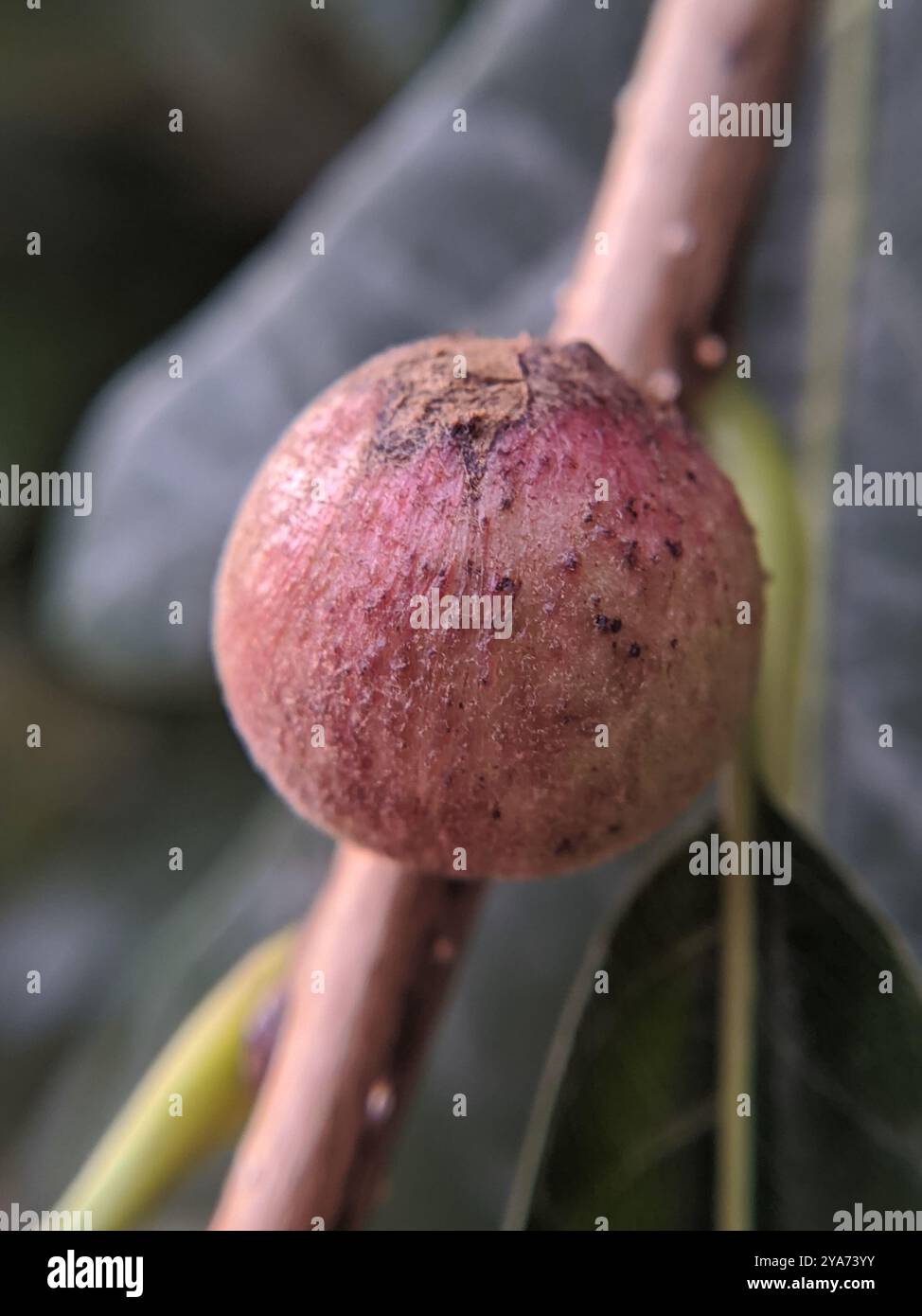 Oak Rough Bulletgall Wasp (Disholcaspis quercusmamma) Insecta Stock ...