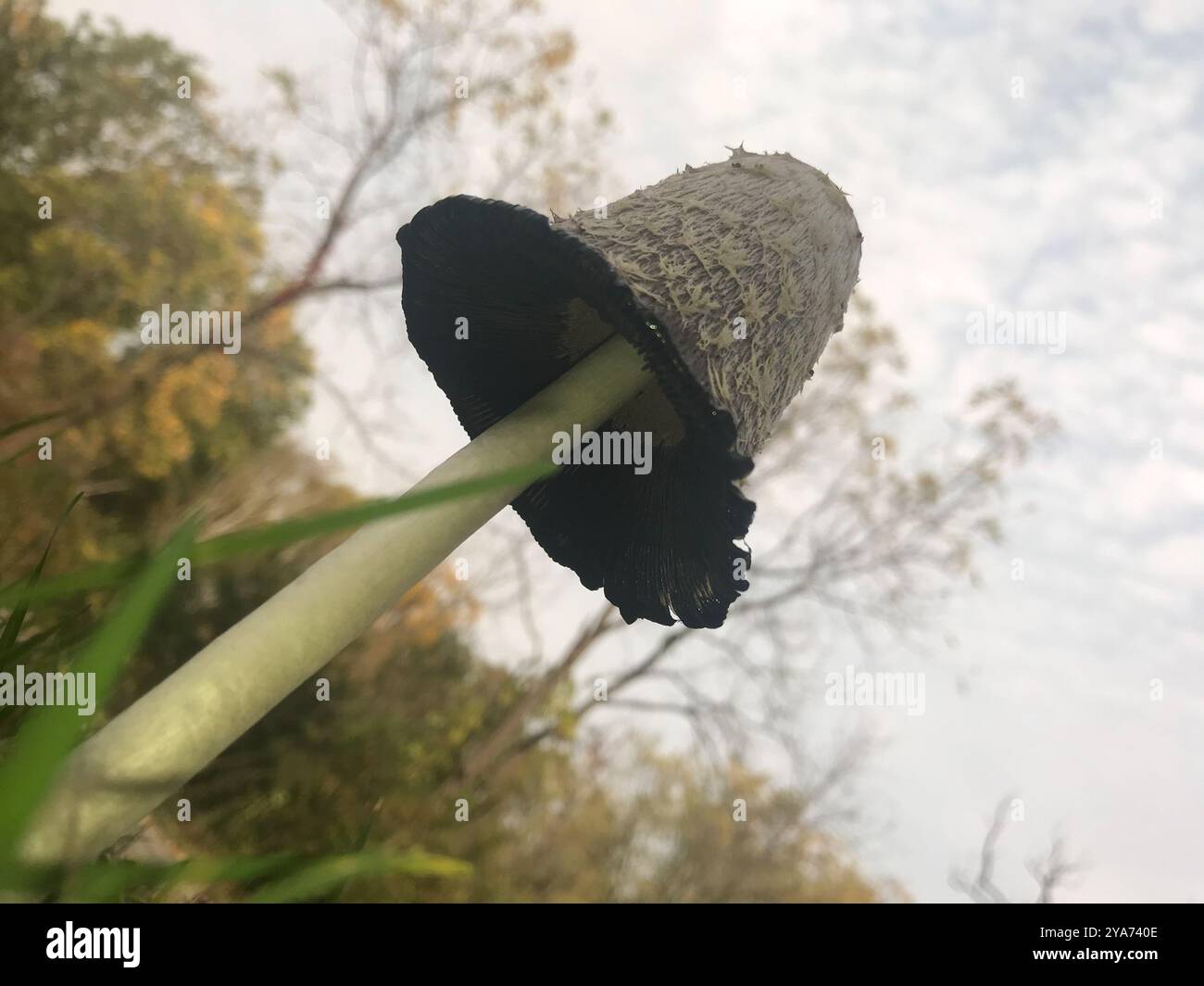 inky caps (Coprinus) Fungi Stock Photo - Alamy