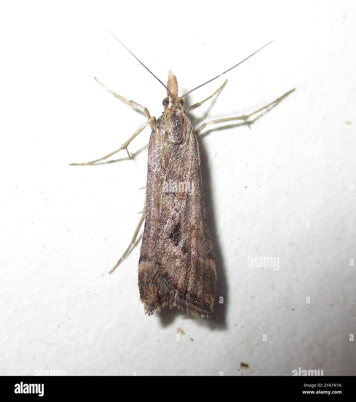 Black Wedge Pyralis (Diasemia monostigma) Insecta Stock Photo - Alamy