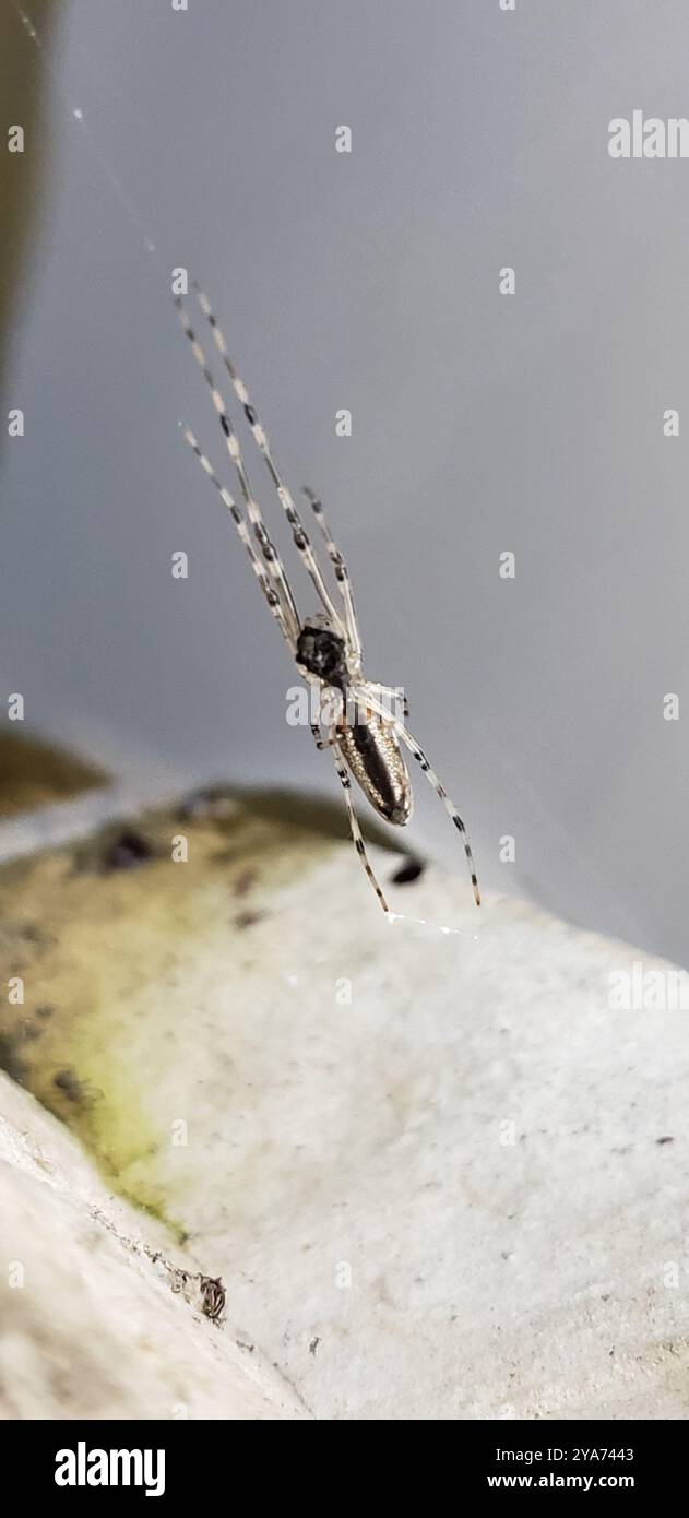 Stretch Spiders (Tetragnatha) Arachnida Stock Photo - Alamy