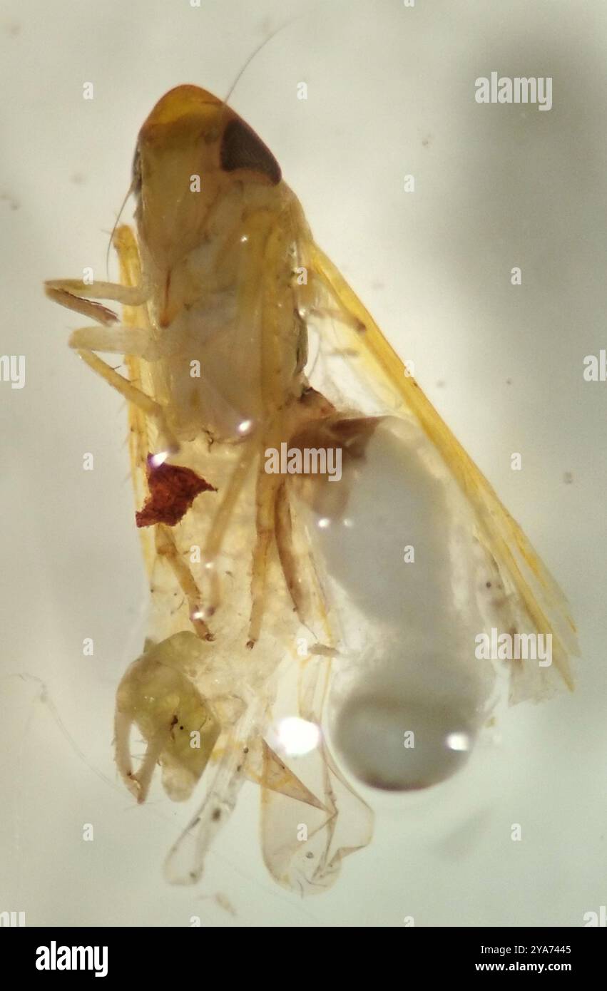 Pincer Wasps (Dryinidae) Insecta Stock Photo - Alamy