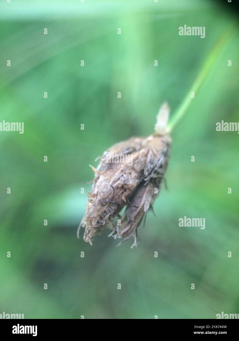 river bulrush (Bolboschoenus fluviatilis) Plantae Stock Photo - Alamy