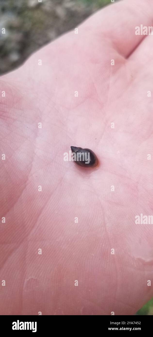 Pond Snails, Bladder Snails, and Allies (Lymnaeoidea) Mollusca Stock ...