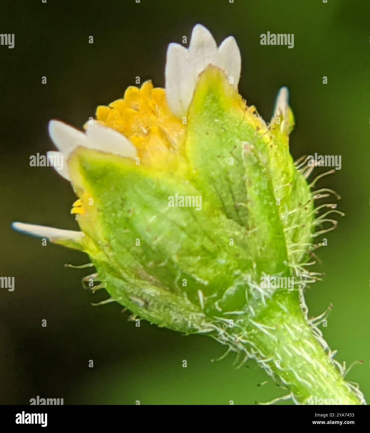 shaggy soldier (Galinsoga quadriradiata) Plantae Stock Photo - Alamy