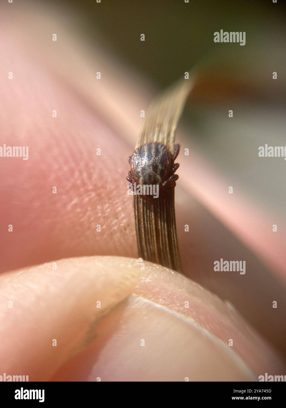 Ornate Cow Tick (Dermacentor reticulatus) Arachnida Stock Photo - Alamy