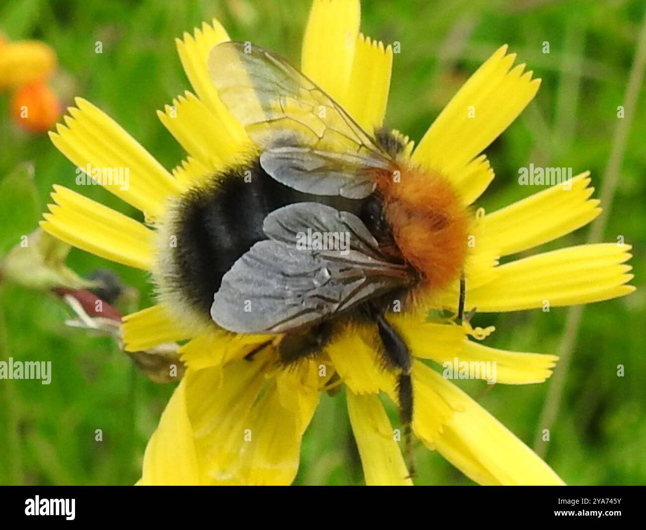 Tree Bumble Bee (Bombus hypnorum) Insecta Stock Photo - Alamy