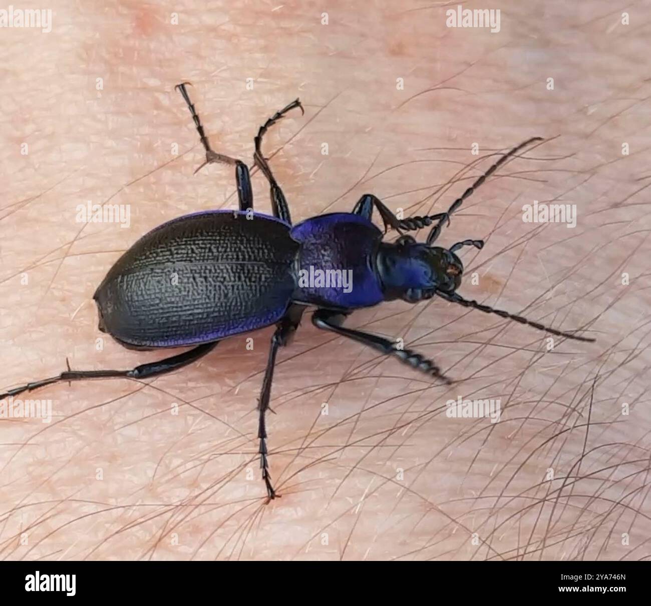 Rough Violet Ground Beetle (Carabus problematicus) Insecta Stock Photo ...