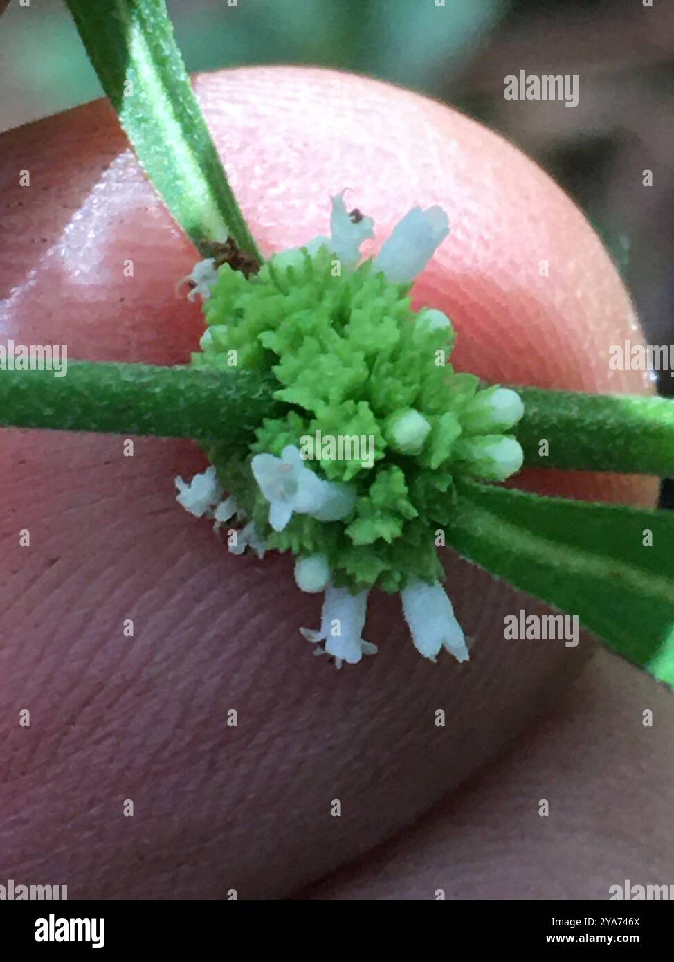 northern bugleweed (Lycopus uniflorus) Plantae Stock Photo - Alamy