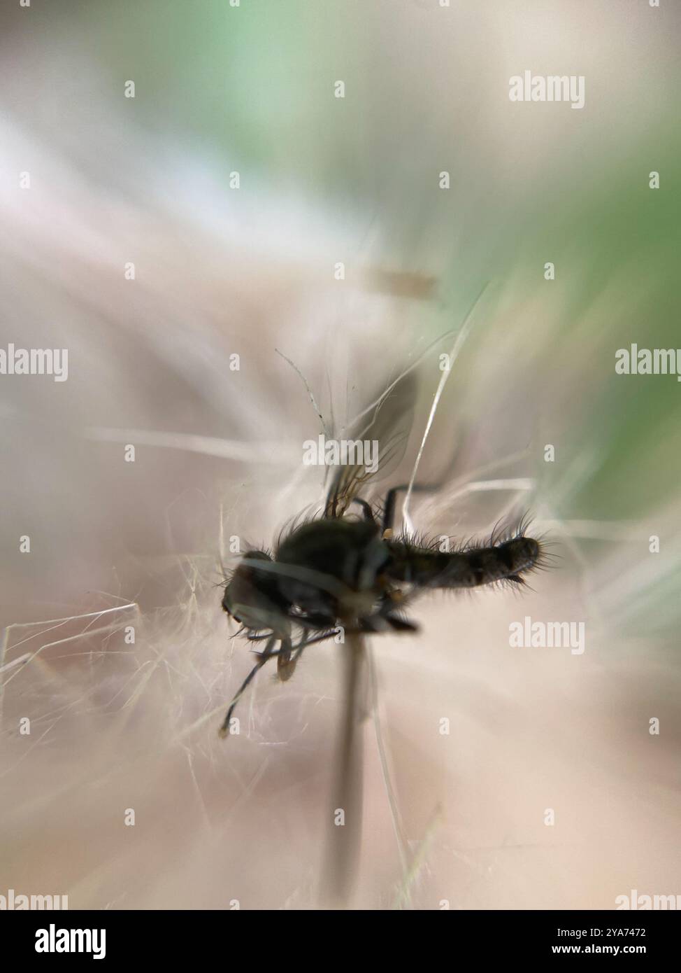 Root-maggot Flies (Anthomyiidae) Insecta Stock Photo - Alamy