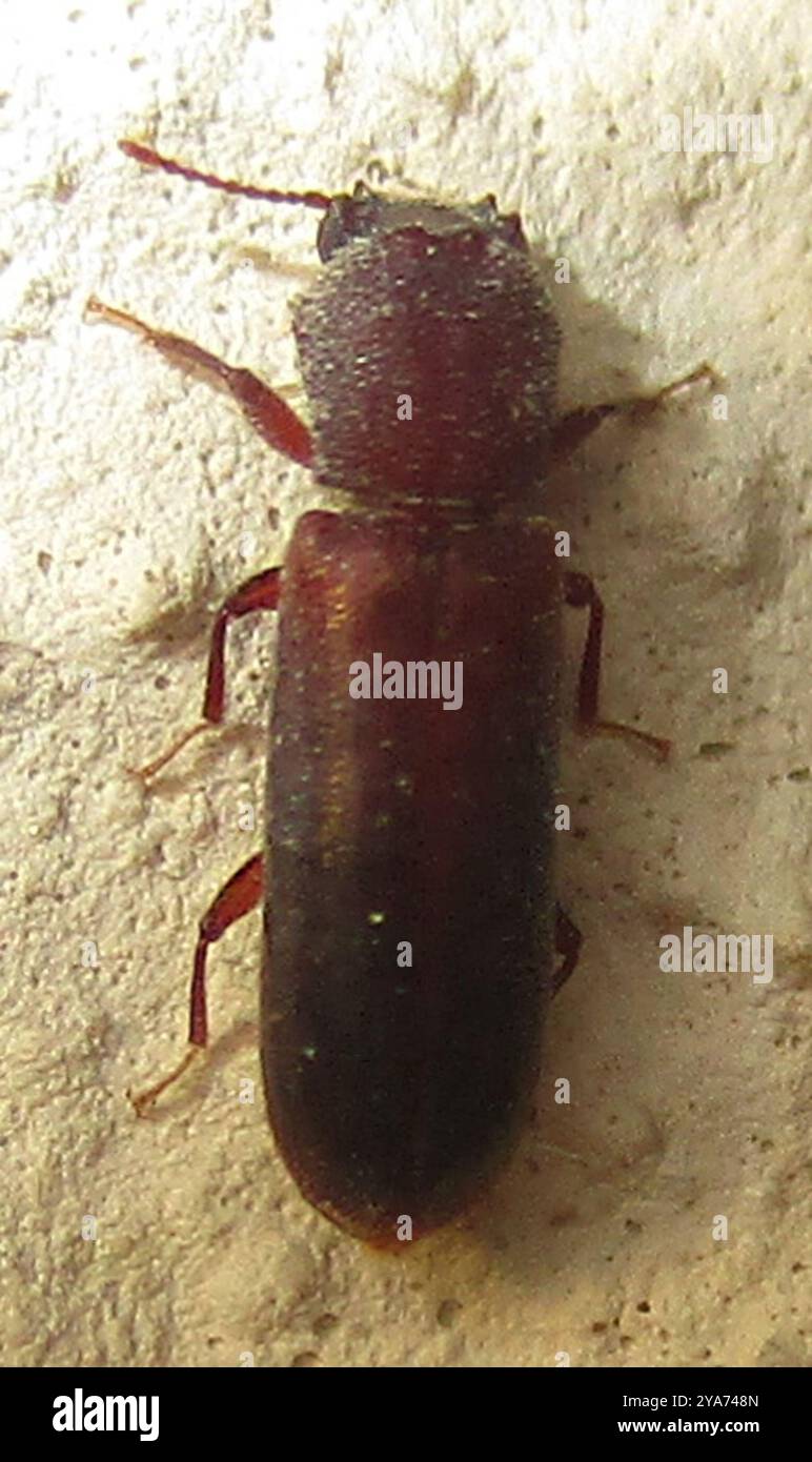 Powder-post Beetles (Lyctinae) Insecta Stock Photo - Alamy