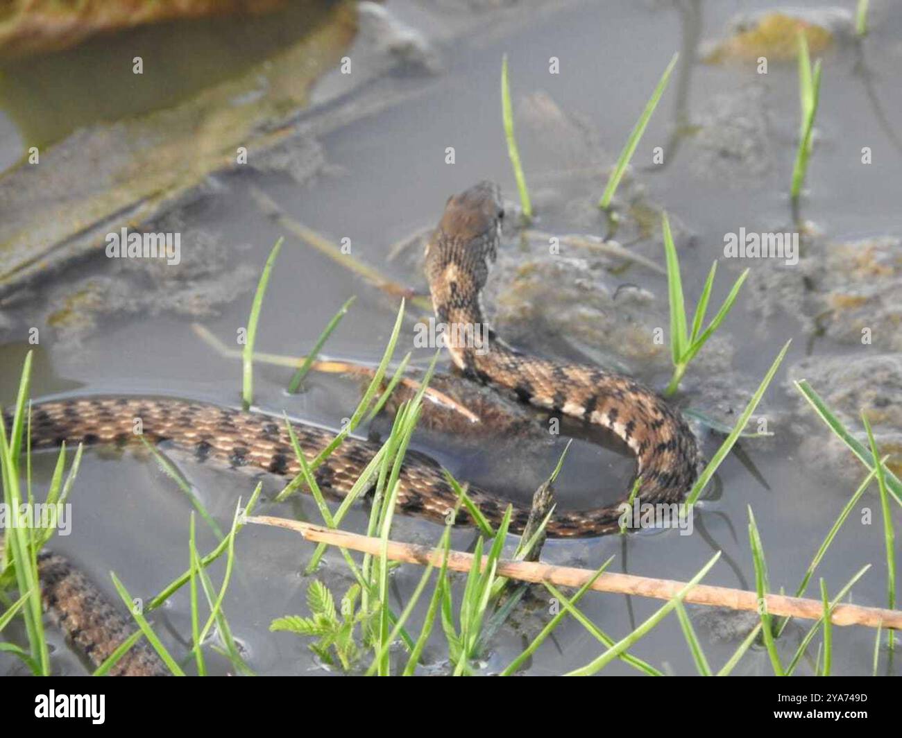 Checkered Garter Snake (Thamnophis marcianus) Reptilia Stock Photo - Alamy