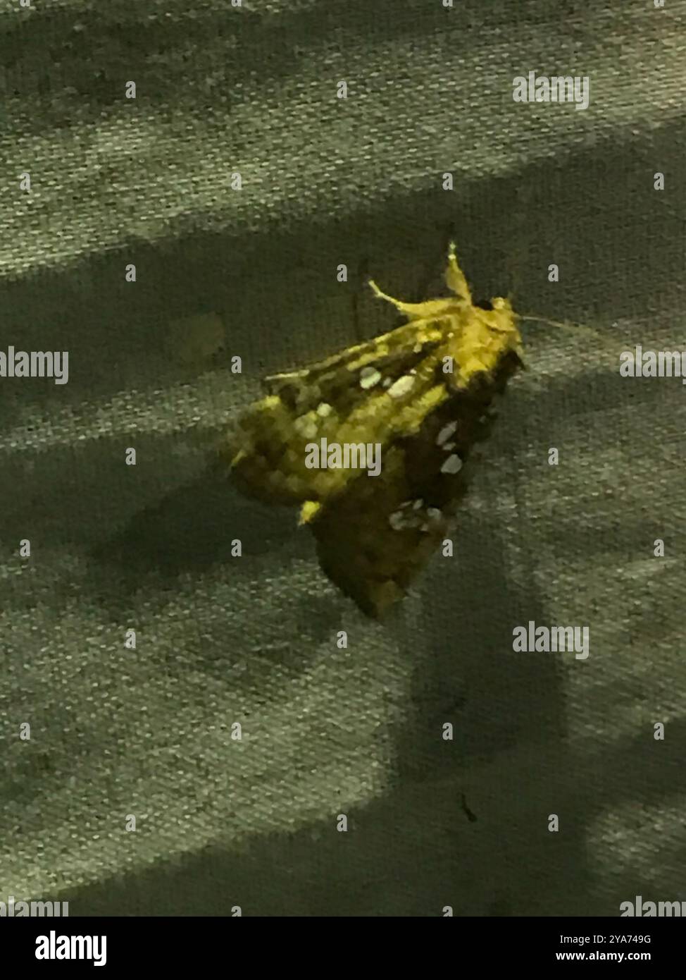 Ash Tip Borer Moth (Papaipema furcata) Insecta Stock Photo - Alamy