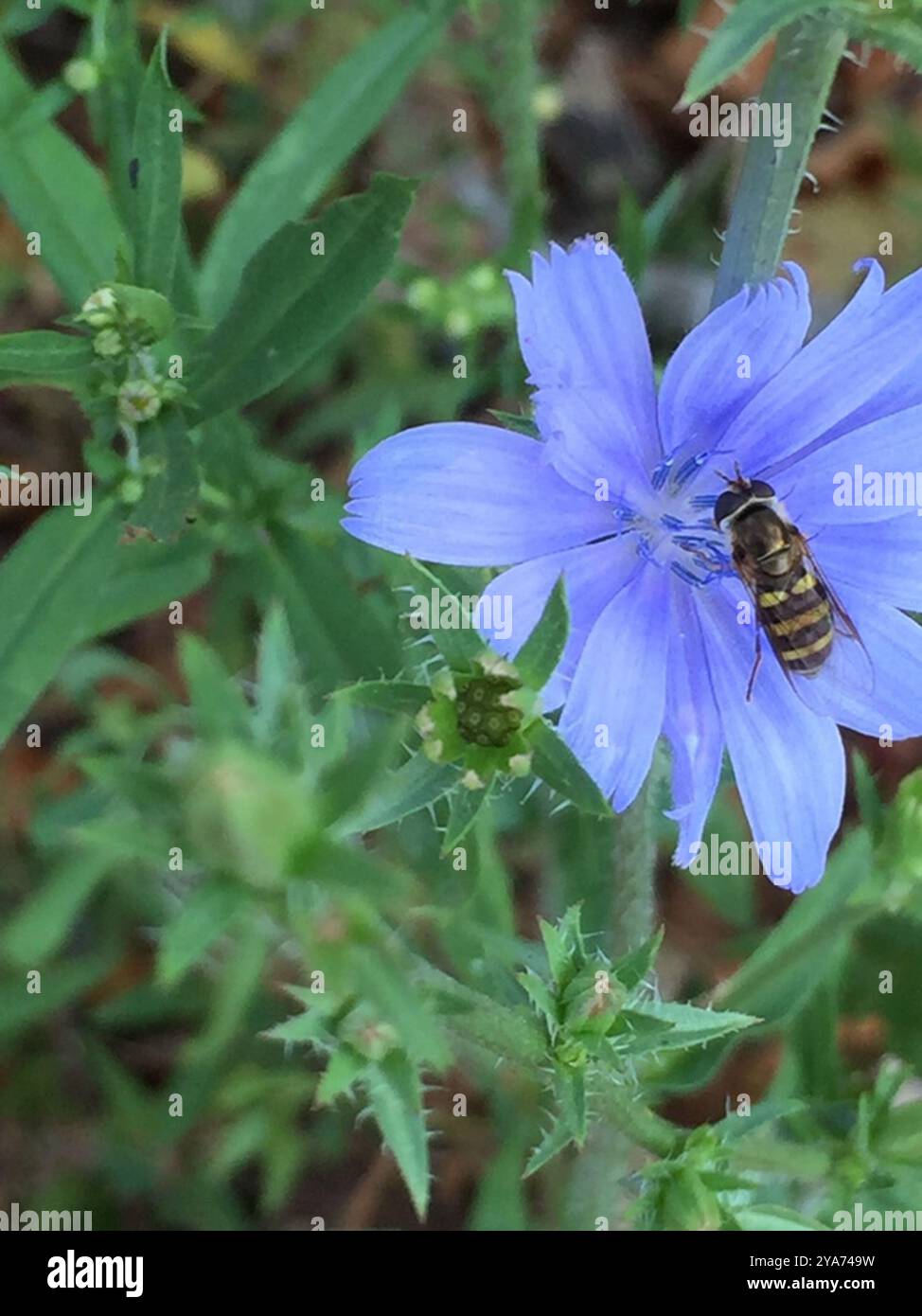 Long-tailed Aphideater Complex (Eupeodes americanus) Insecta Stock ...