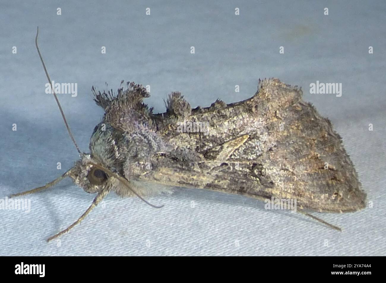 Sharp-stigma Looper Moth (Ctenoplusia oxygramma) Insecta Stock Photo ...