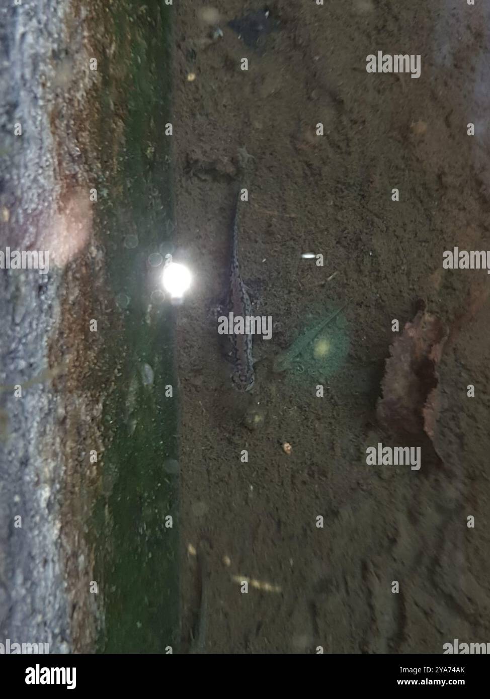 Italian Alpine Newt (Ichthyosaura alpestris apuana) Amphibia Stock ...