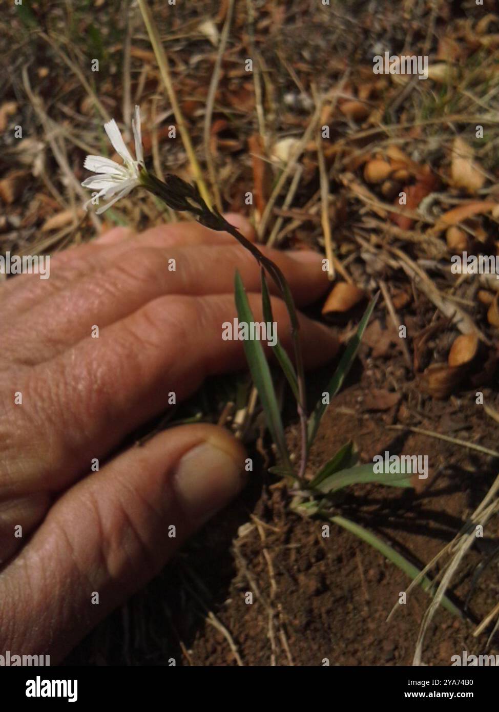 African Lettuce (Lactuca inermis) Plantae Stock Photo - Alamy