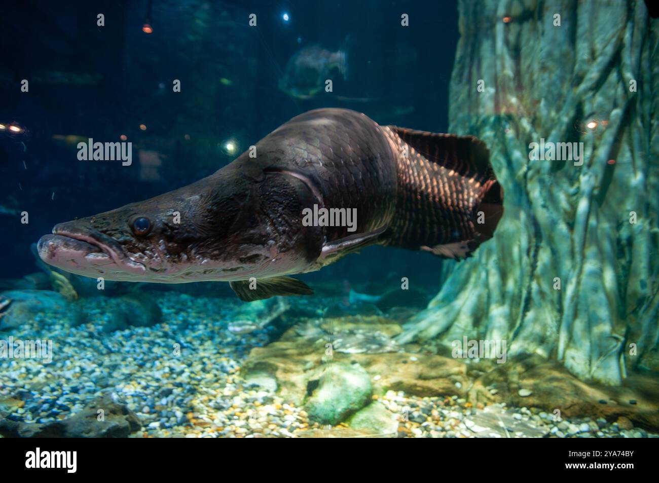Arapaima arapaima gigas scales hi-res stock photography and images - Alamy