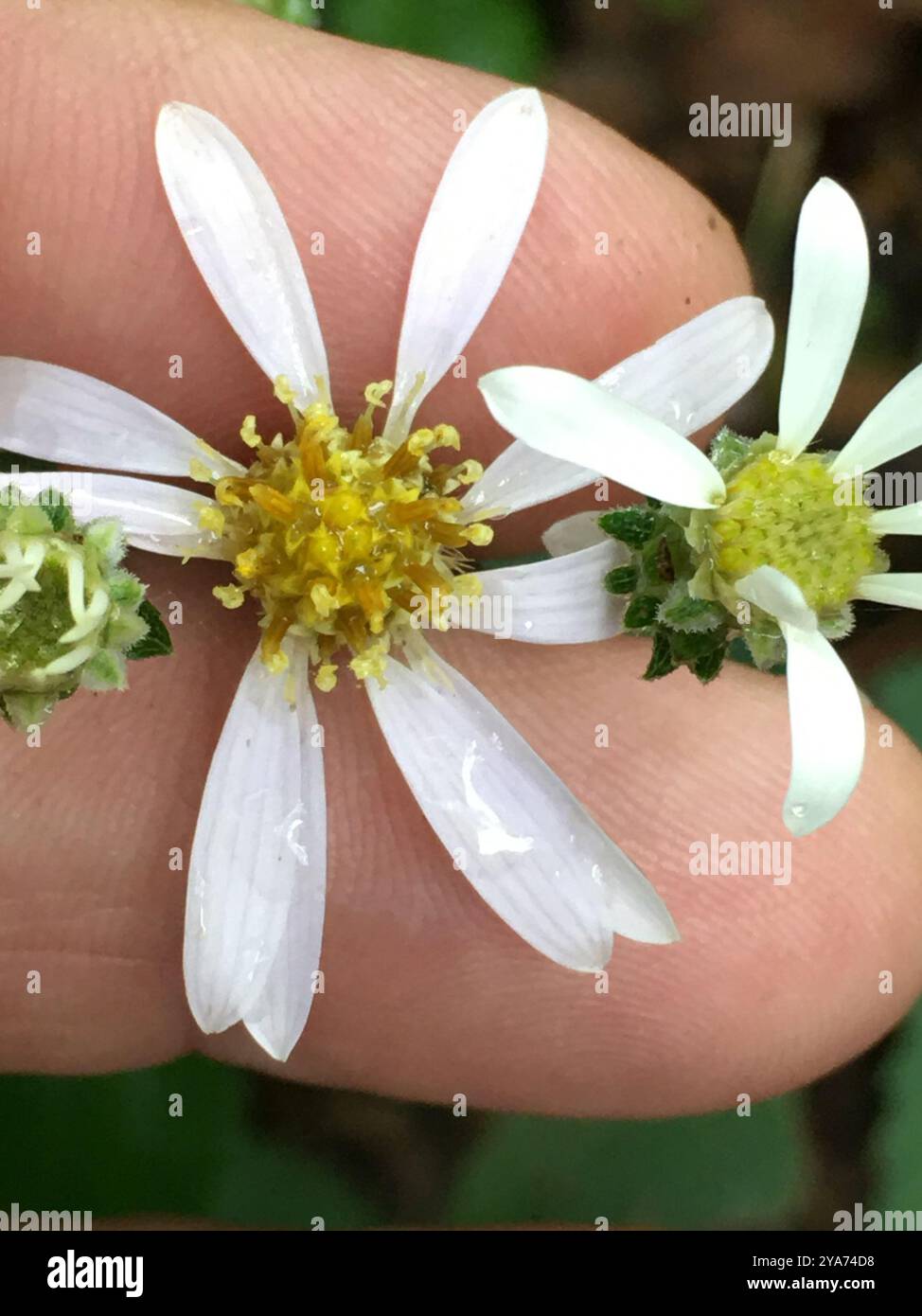 bouquet aster (Eurybia mirabilis) Plantae Stock Photo - Alamy