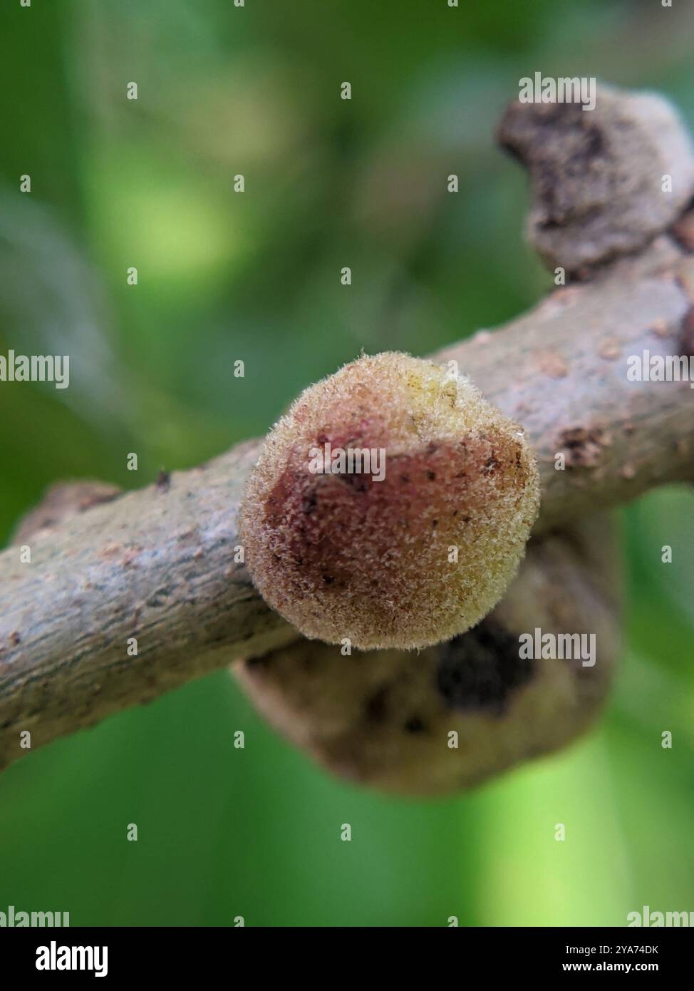 Oak Rough Bulletgall Wasp (Disholcaspis quercusmamma) Insecta Stock ...