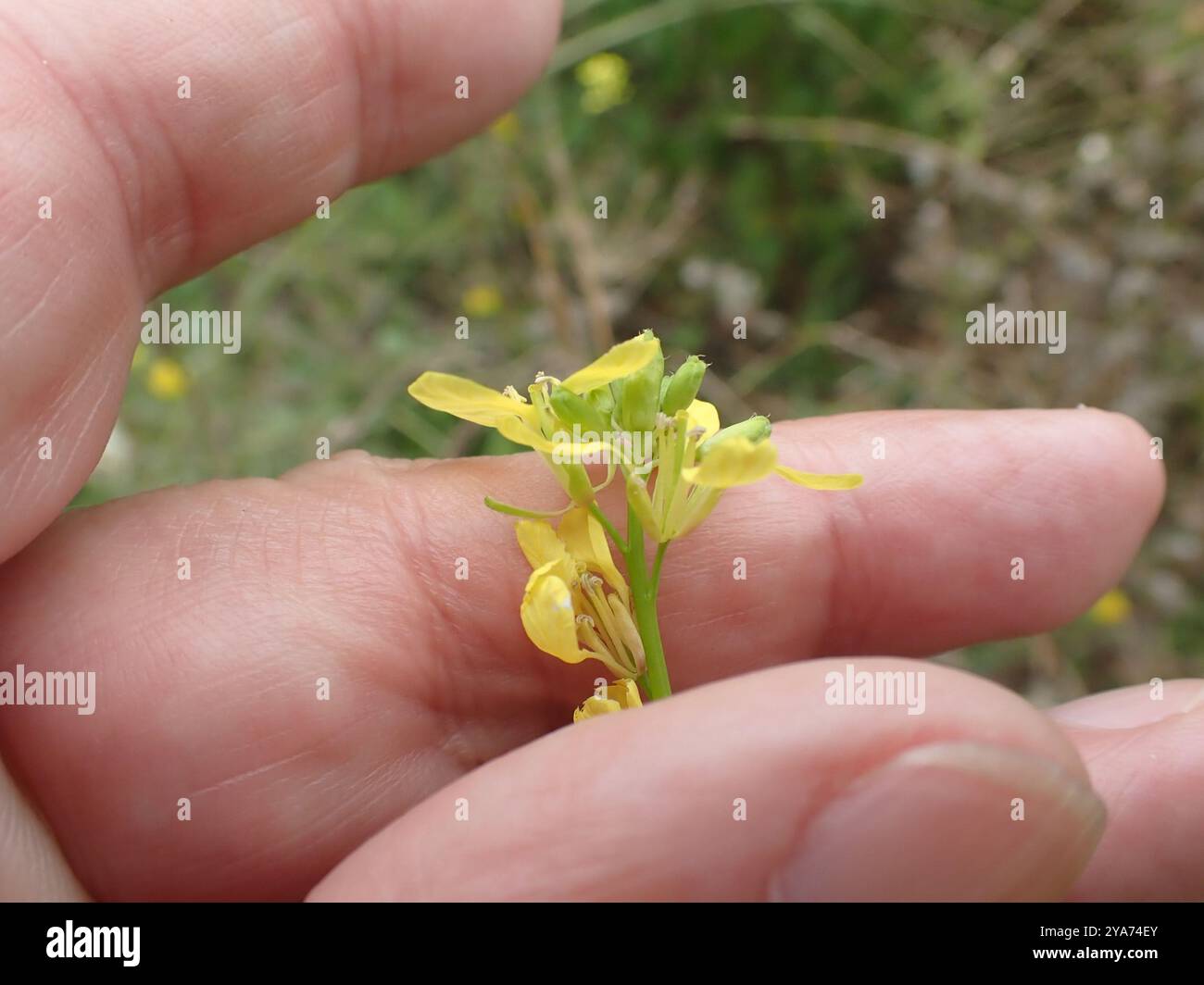 Shortpod Mustard (Hirschfeldia incana) Plantae Stock Photo - Alamy