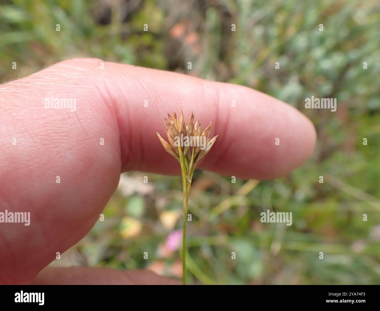 white beak-sedge (Rhynchospora alba) Plantae Stock Photo - Alamy