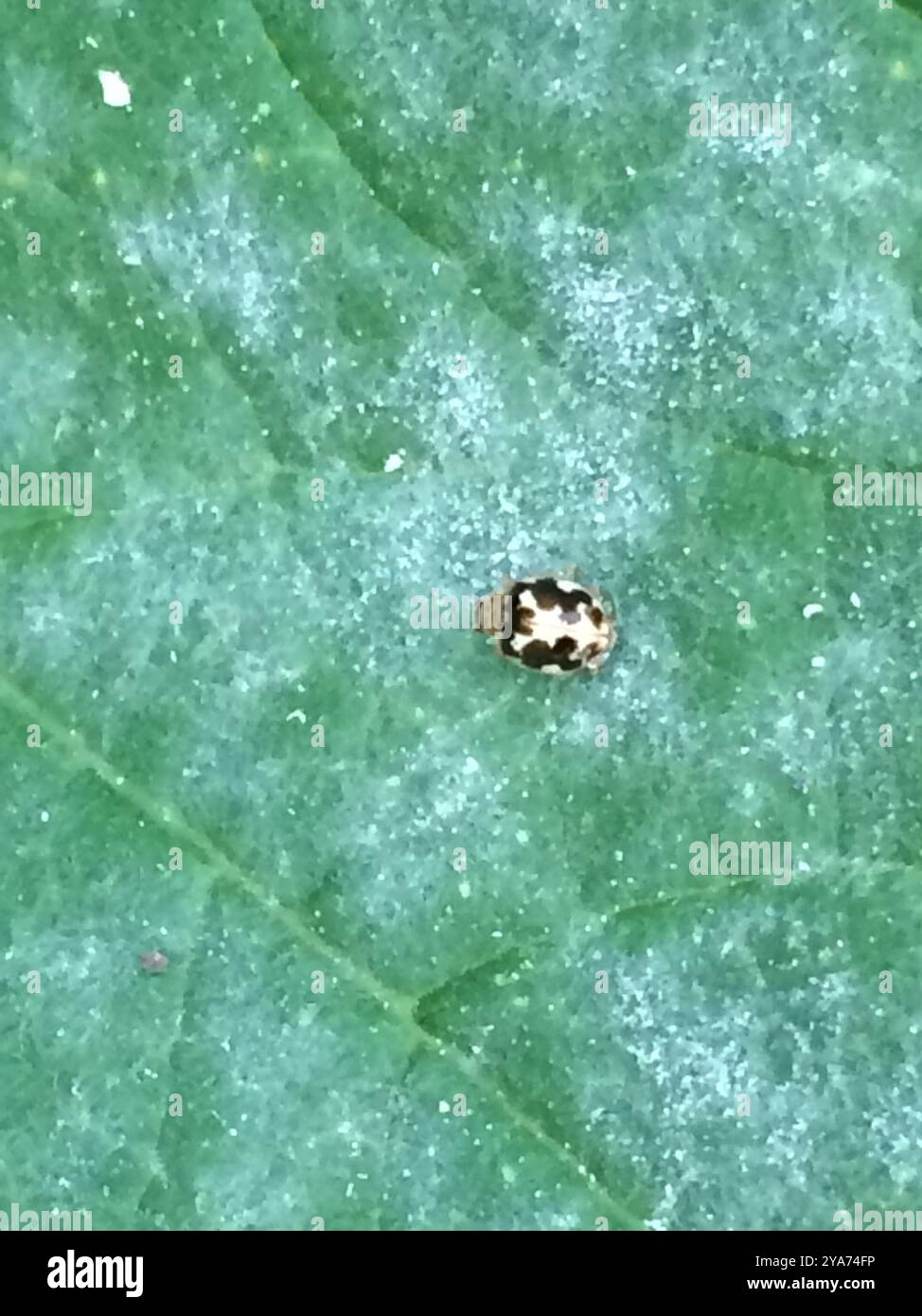 Twenty-spotted Lady Beetle (Psyllobora vigintimaculata) Insecta Stock ...