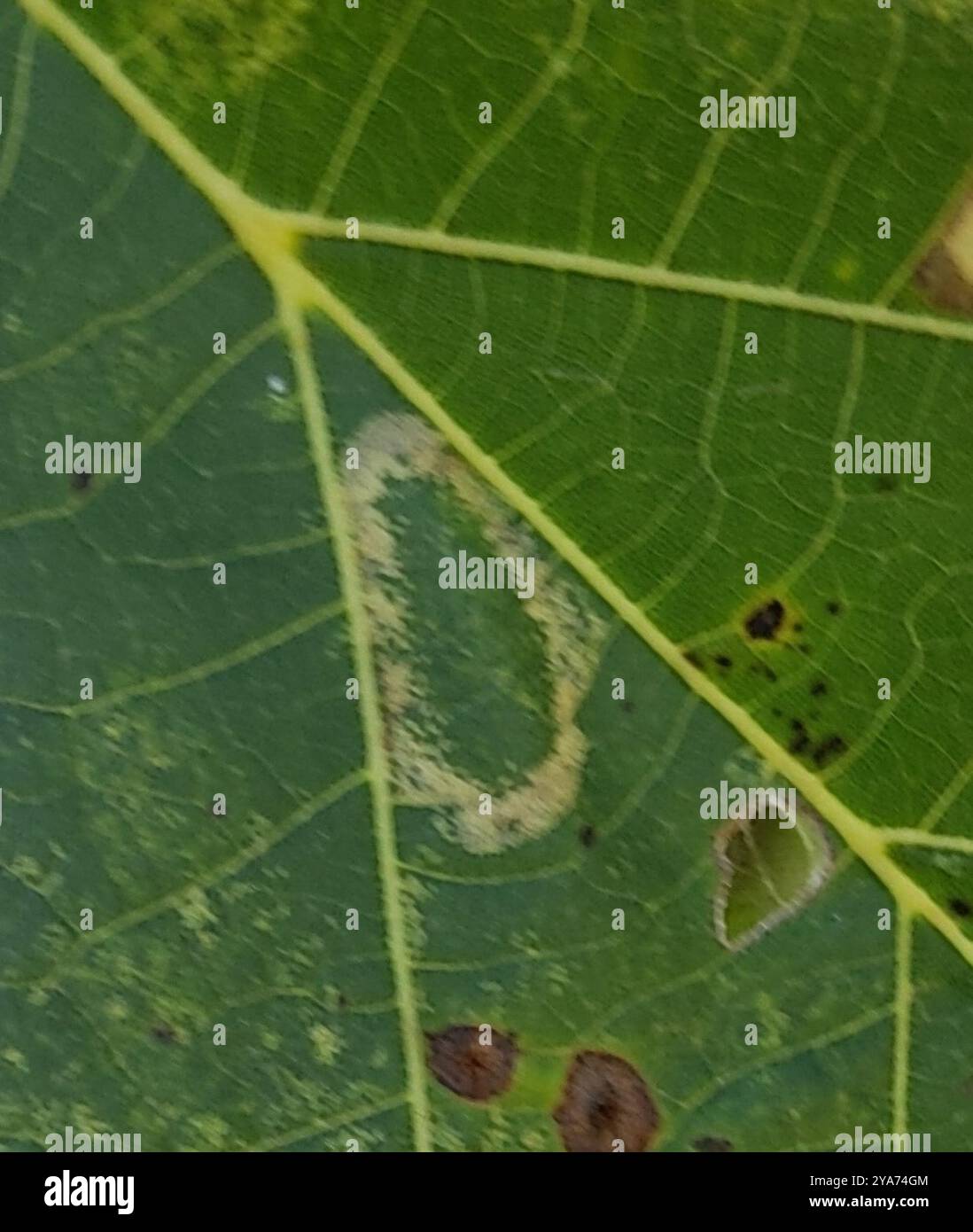 Basswood Miner Moth (Phyllonorycter lucetiella) Insecta Stock Photo - Alamy