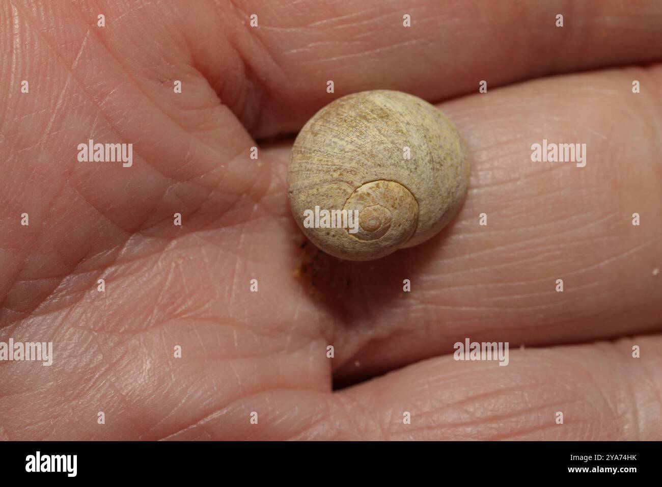 Flat Periwinkle (Littorina obtusata) Mollusca Stock Photo - Alamy