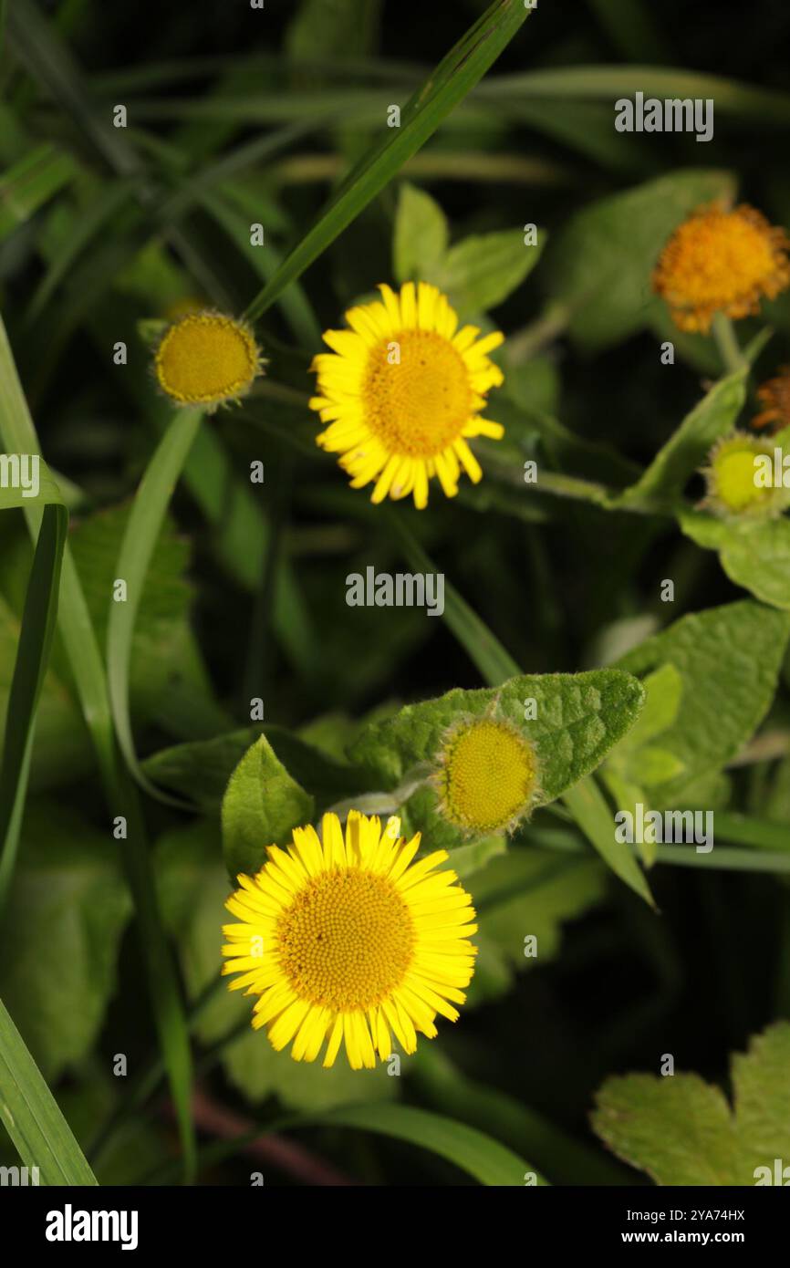 Common Fleabane (Pulicaria dysenterica) Plantae Stock Photo - Alamy