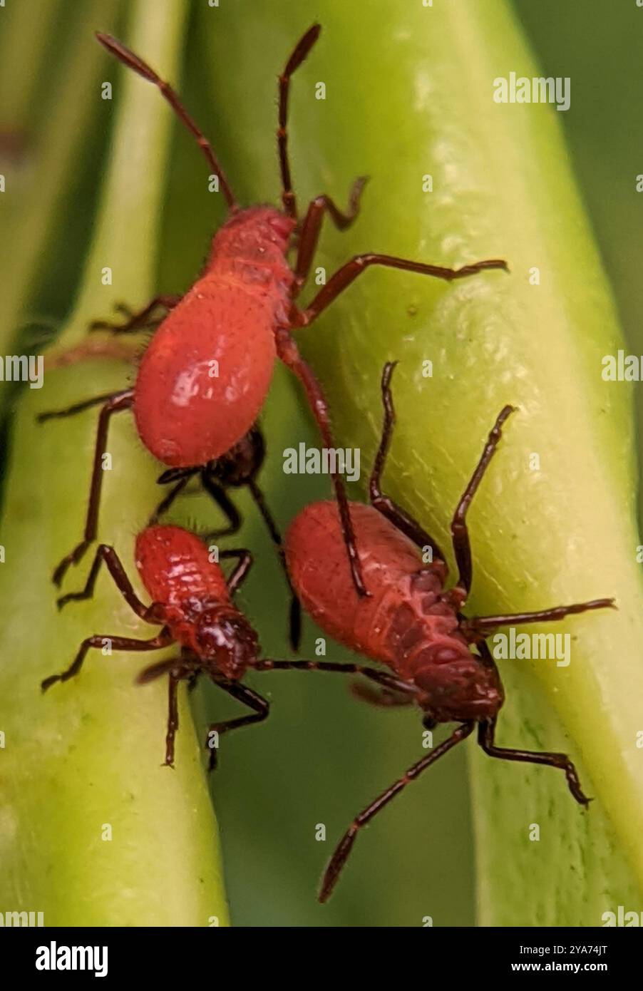 Eastern Boxelder Bug (Boisea trivittata) Insecta Stock Photo - Alamy