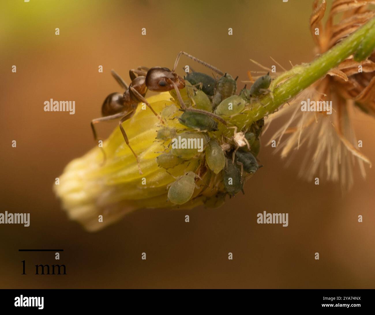 Melon aphid hi-res stock photography and images - Alamy