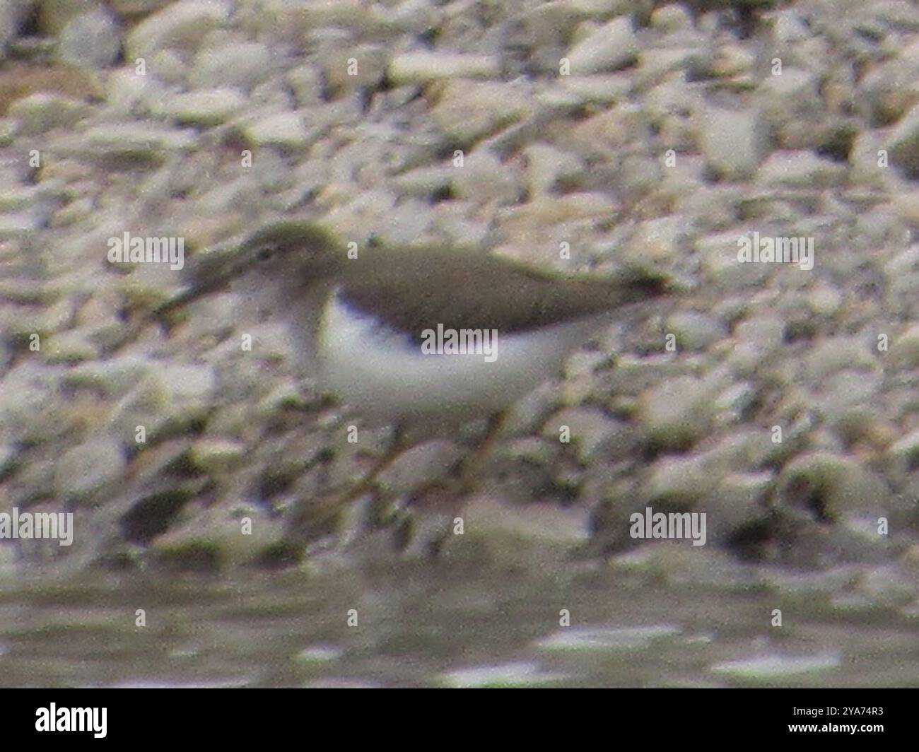 Spotted Sandpiper (Actitis macularius) Aves Stock Photo - Alamy
