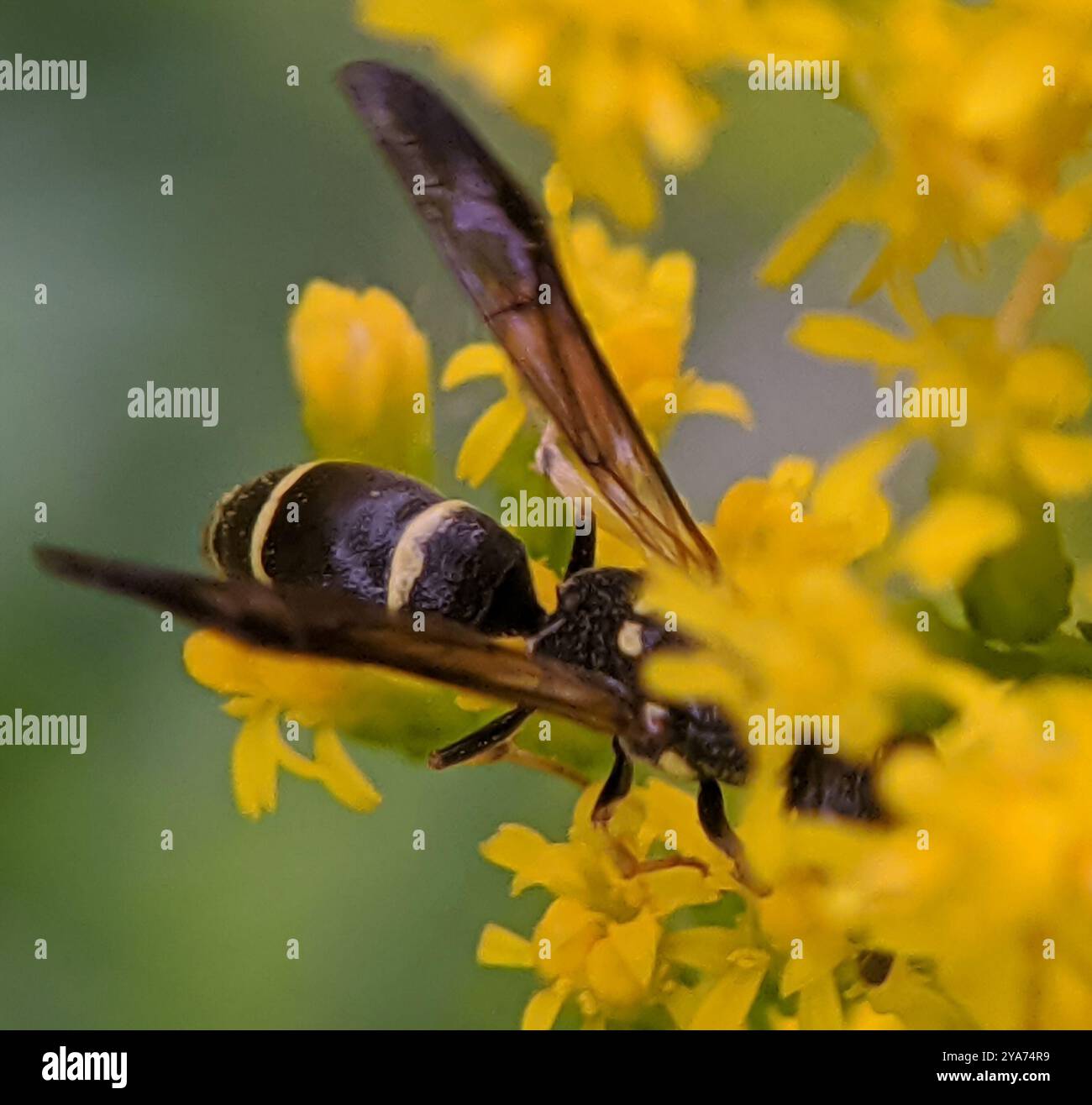 Canadian Potter Wasp (Symmorphus canadensis) Insecta Stock Photo - Alamy