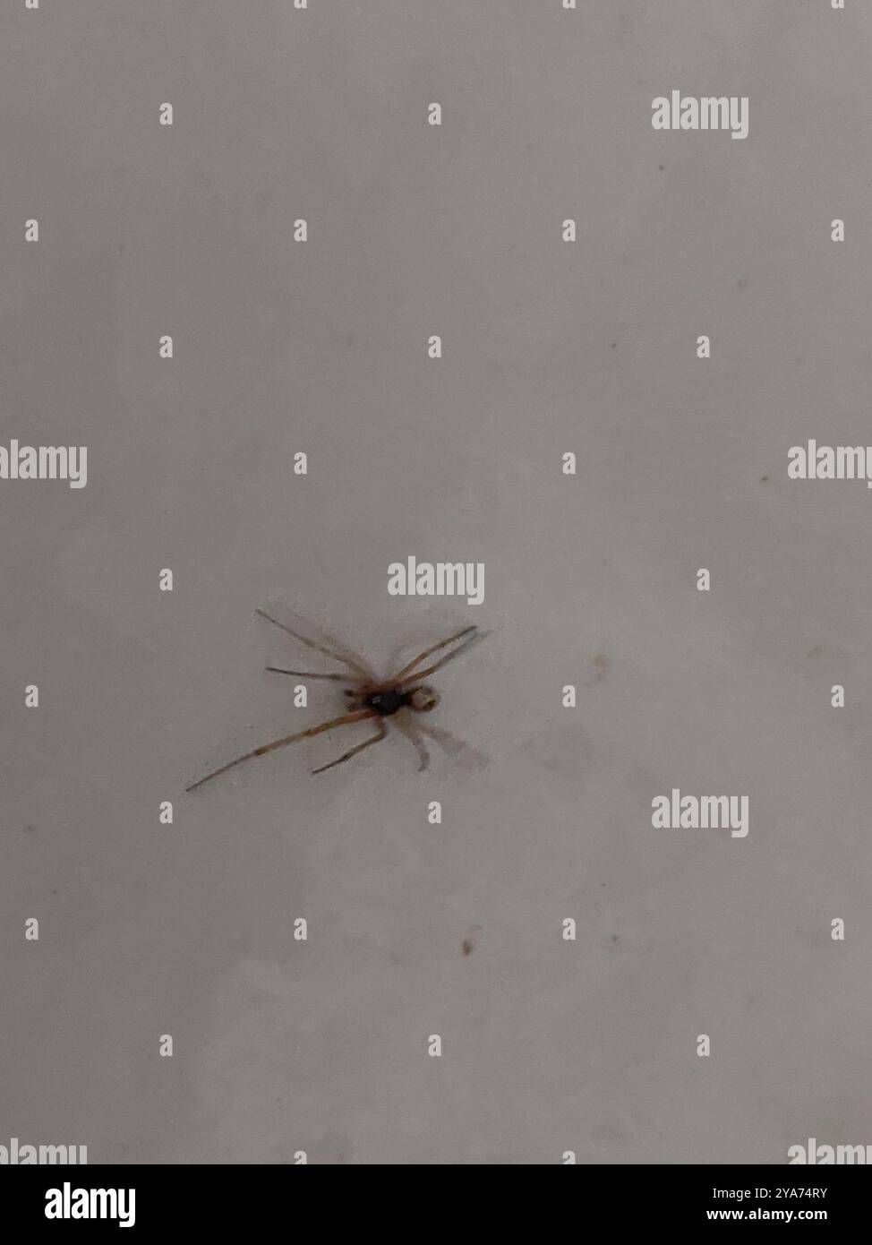 Triangulate Combfoot (Steatoda triangulosa) Arachnida Stock Photo - Alamy