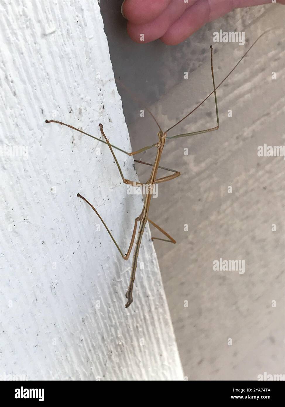 Northern Walkingstick (Diapheromera femorata) Insecta Stock Photo - Alamy