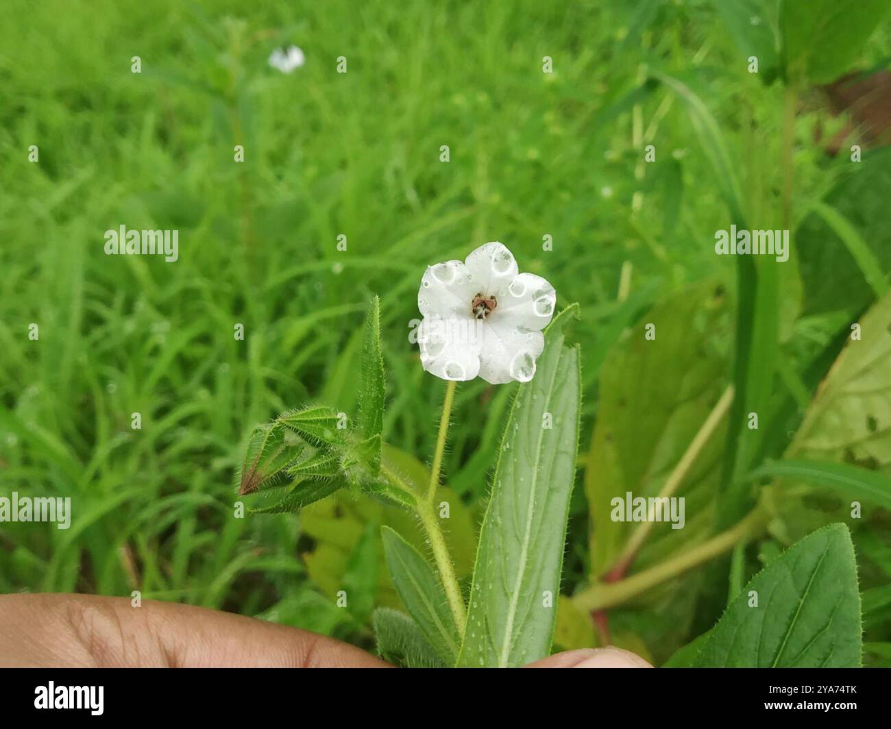 Clasping-leaf Borage (Trichodesma inaequale) Plantae Stock Photo - Alamy