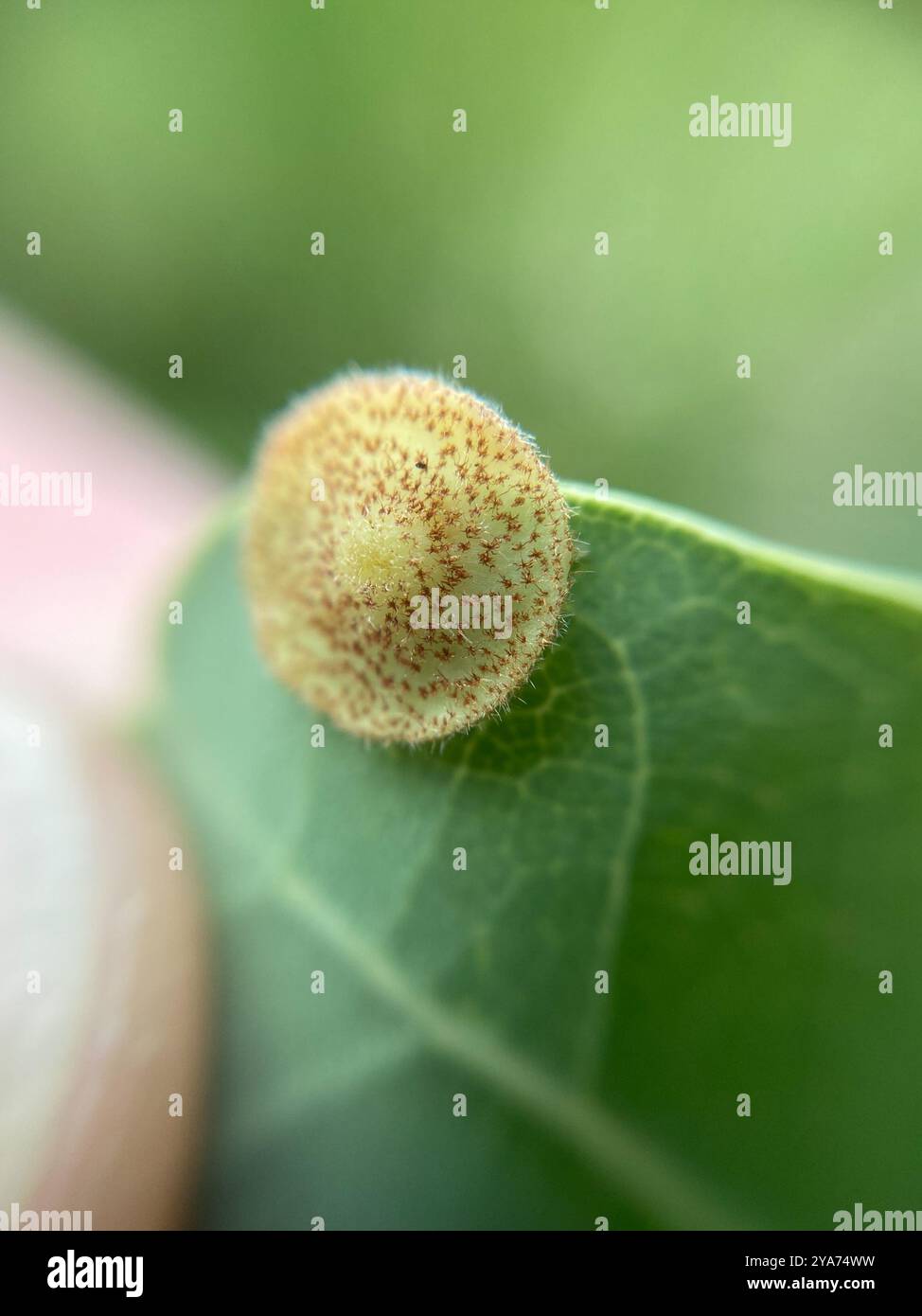 Common Spangle Gall Wasp (Neuroterus quercusbaccarum) Insecta Stock ...