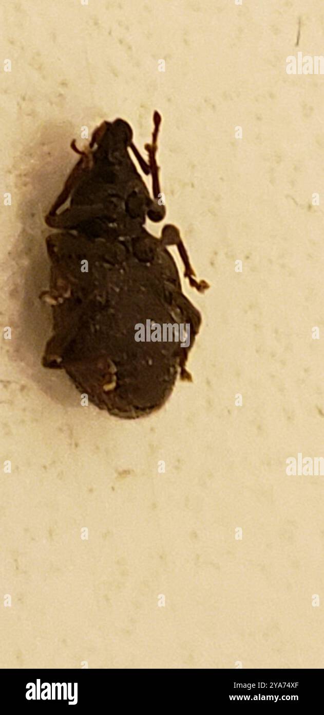 Rough strawberry root weevil (Otiorhynchus rugosostriatus) Insecta ...