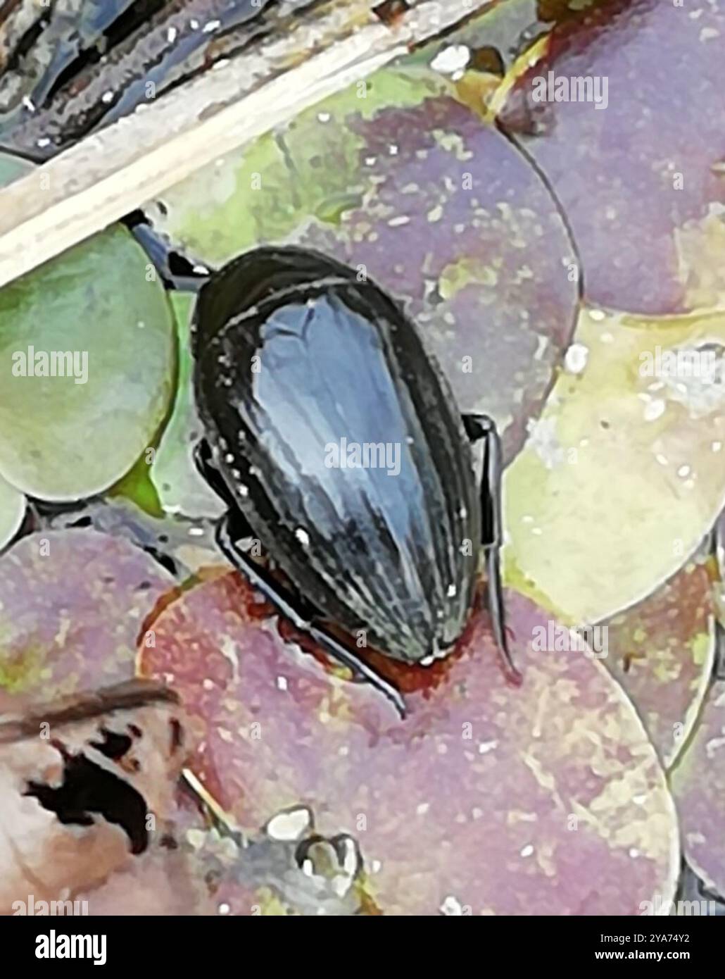 Great Silver Water Beetle (Hydrophilus piceus) Insecta Stock Photo - Alamy