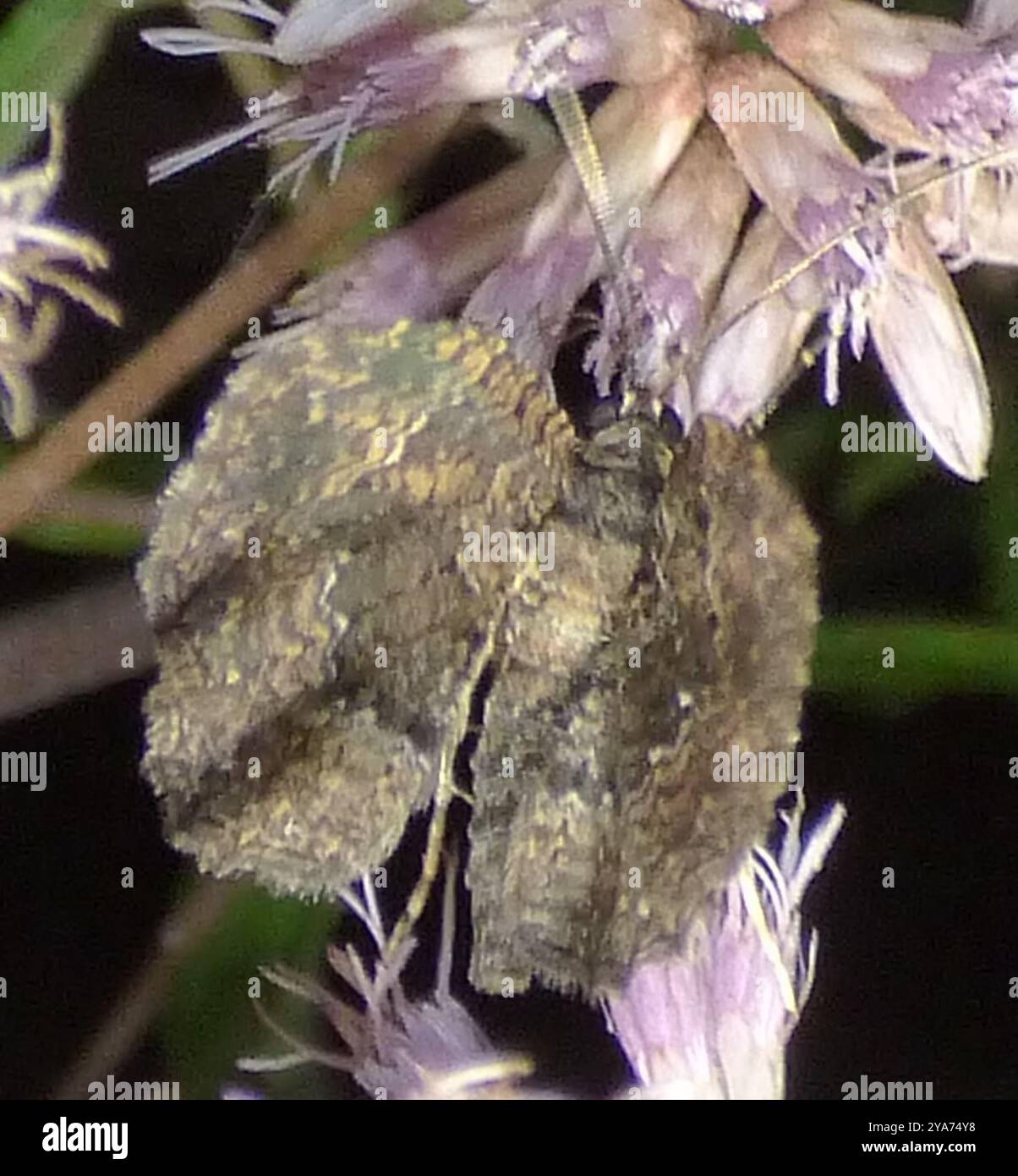 Somber Carpet Moth (Disclisioprocta stellata) Insecta Stock Photo - Alamy