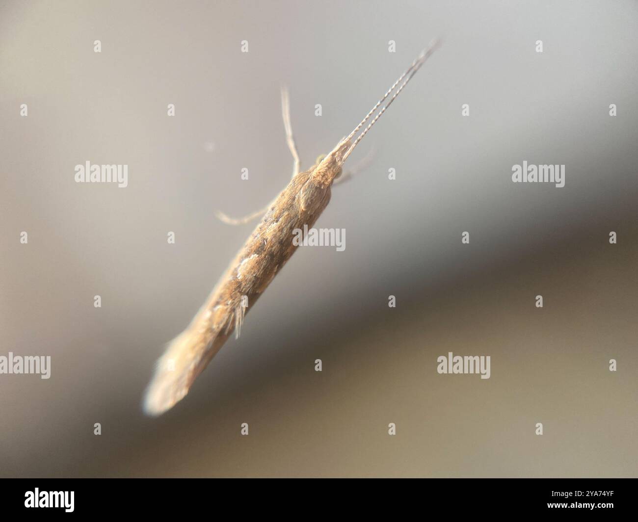 Diamondback Moth (Plutella xylostella) Insecta Stock Photo - Alamy