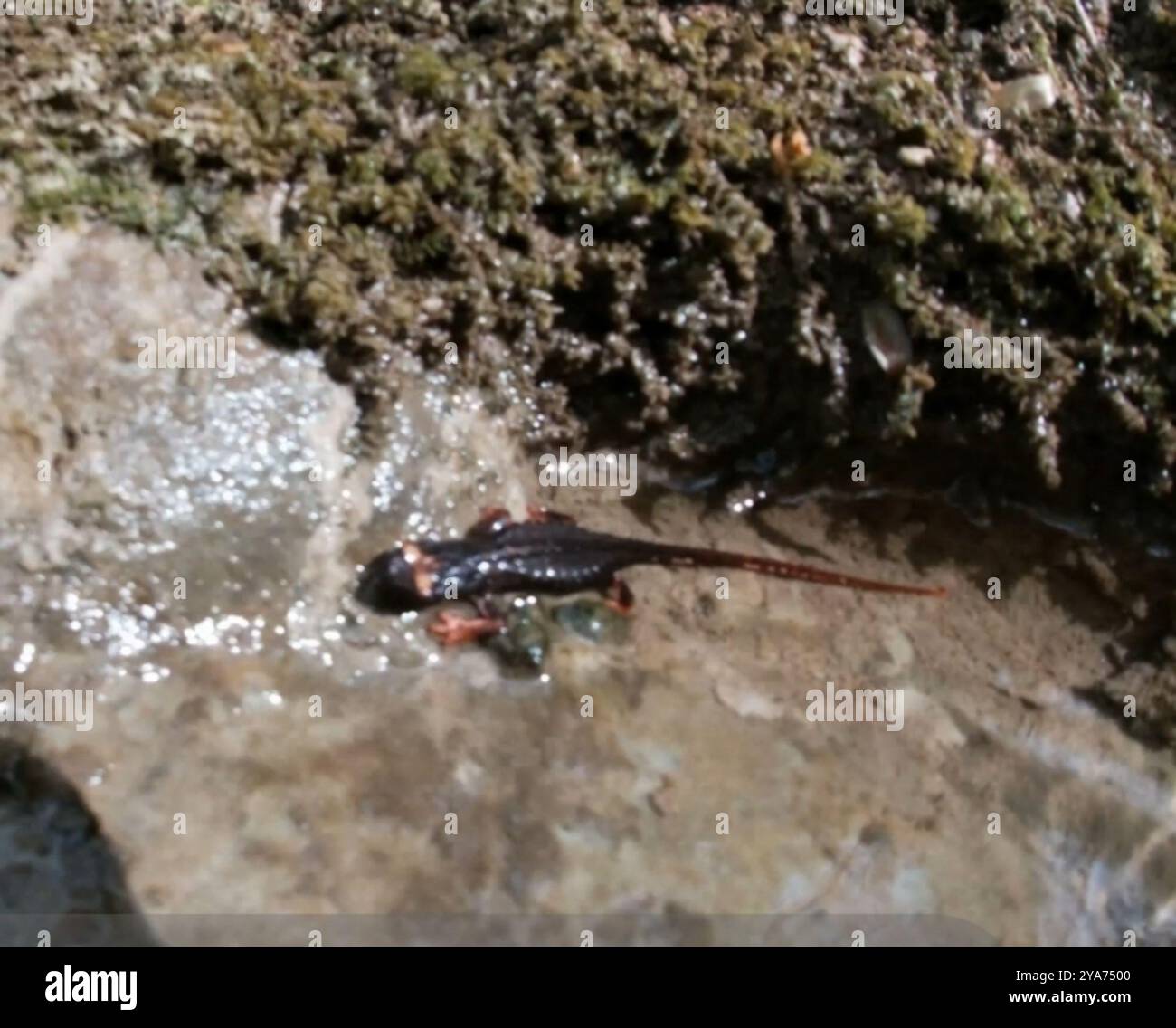 Southern Spectacled Salamander (Salamandrina terdigitata) Amphibia ...