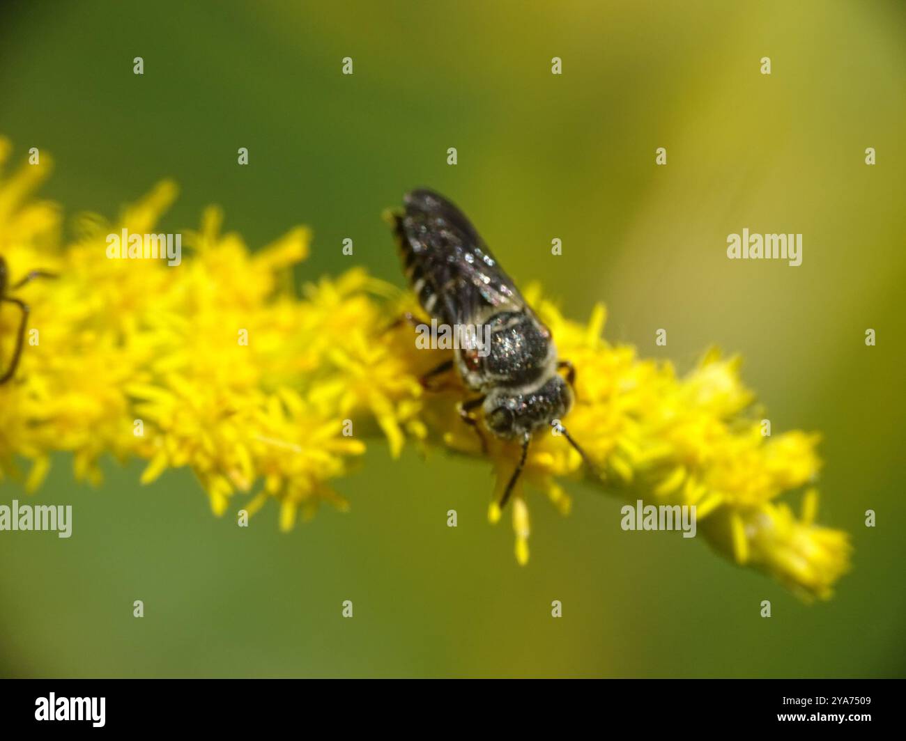 Sharptail Bees (Coelioxys) Insecta Stock Photo - Alamy
