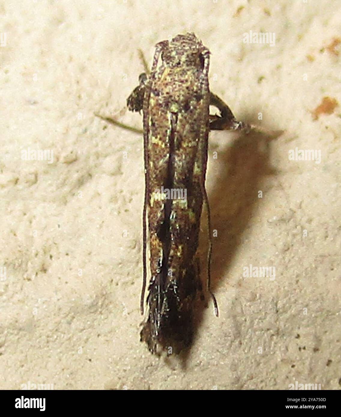 Leaf Blotch Miner Moths (Gracillariidae) Insecta Stock Photo - Alamy