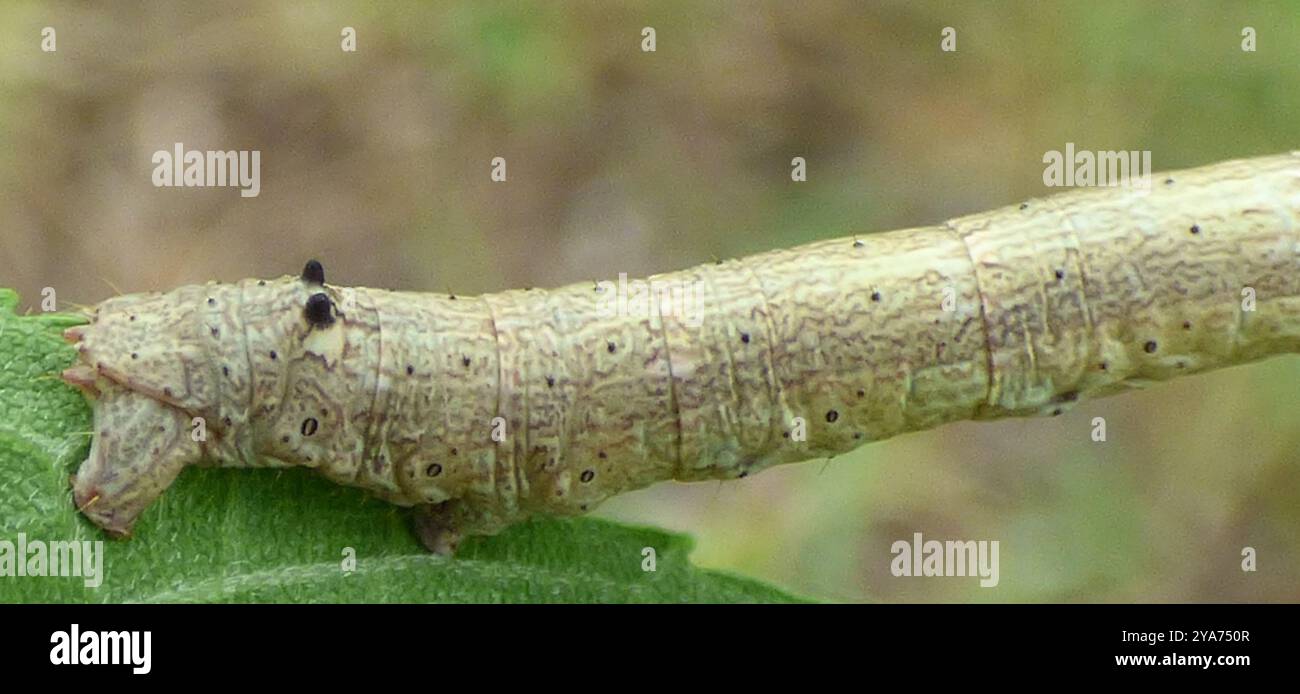 North American Common Gray (Anavitrinella pampinaria) Insecta Stock Photo - Alamy